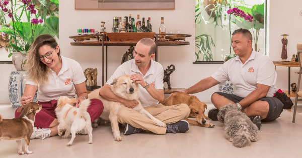 Vip Dog Training